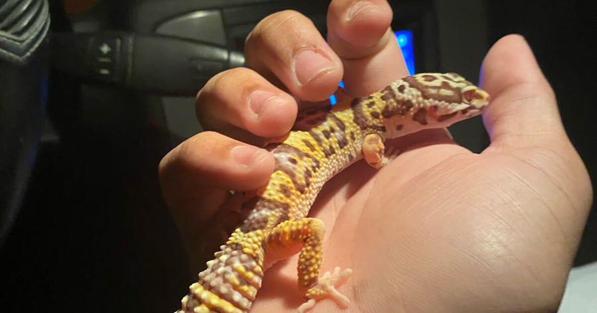 Leopard gecko for $20 in Litchfield Park, AZ | For Sale & Free — Nextdoor