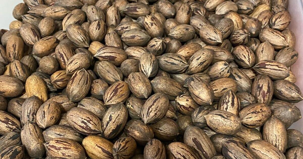 Fresh local pecans in Newport! for $5 in Newport, NC | For Sale & Free ...