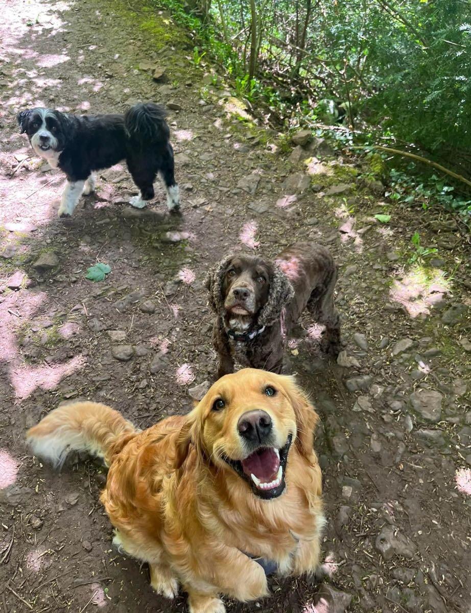 Take The Lead Dog Walking and Pet Sitting - Colwyn Bay - Nextdoor
