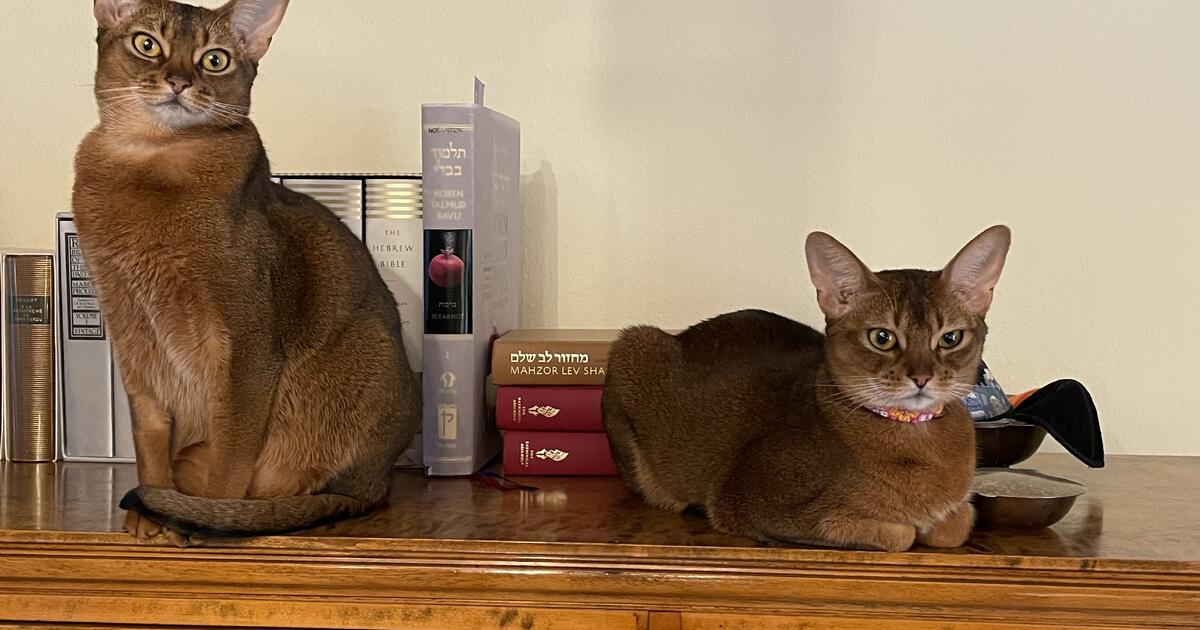 Abyssinian female cat to rehome for Free in Spokane, WA | For Sale ...