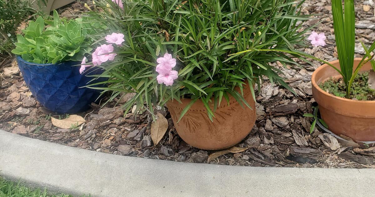 Potted plant $20 for $20 in Ocala, FL | Finds — Nextdoor