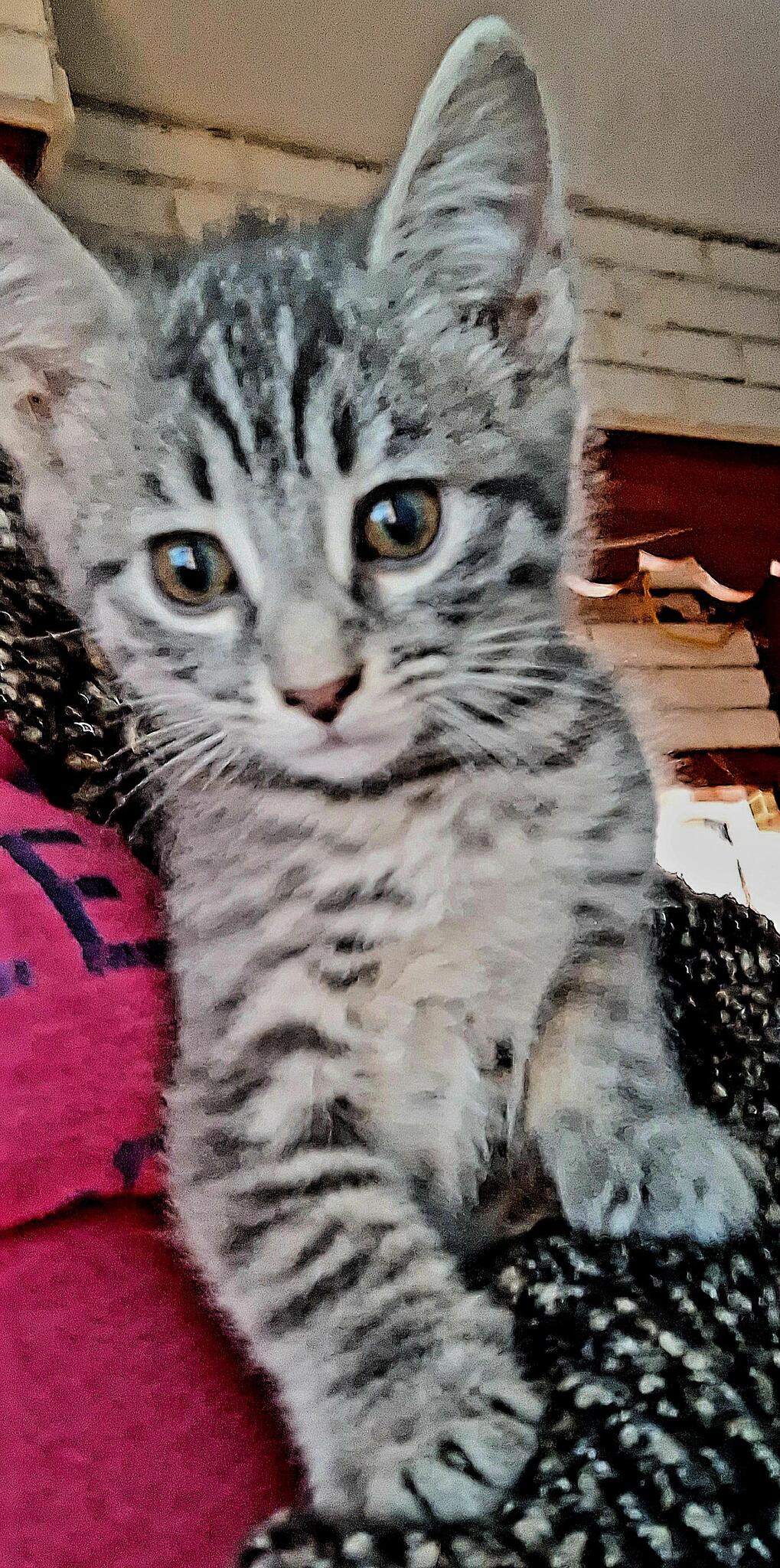 7½ week old American Short-haired Tiger-Striped male kitten for Free in ...