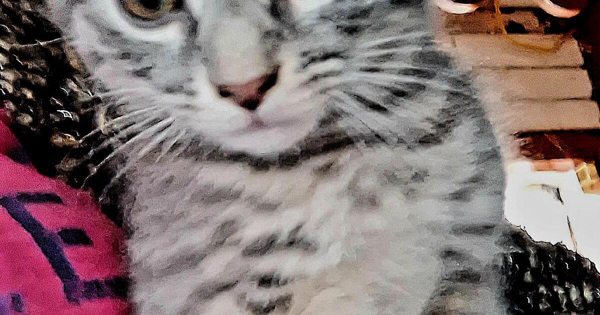 7½ week old American Short-haired Tiger-Striped male kitten for Free in ...