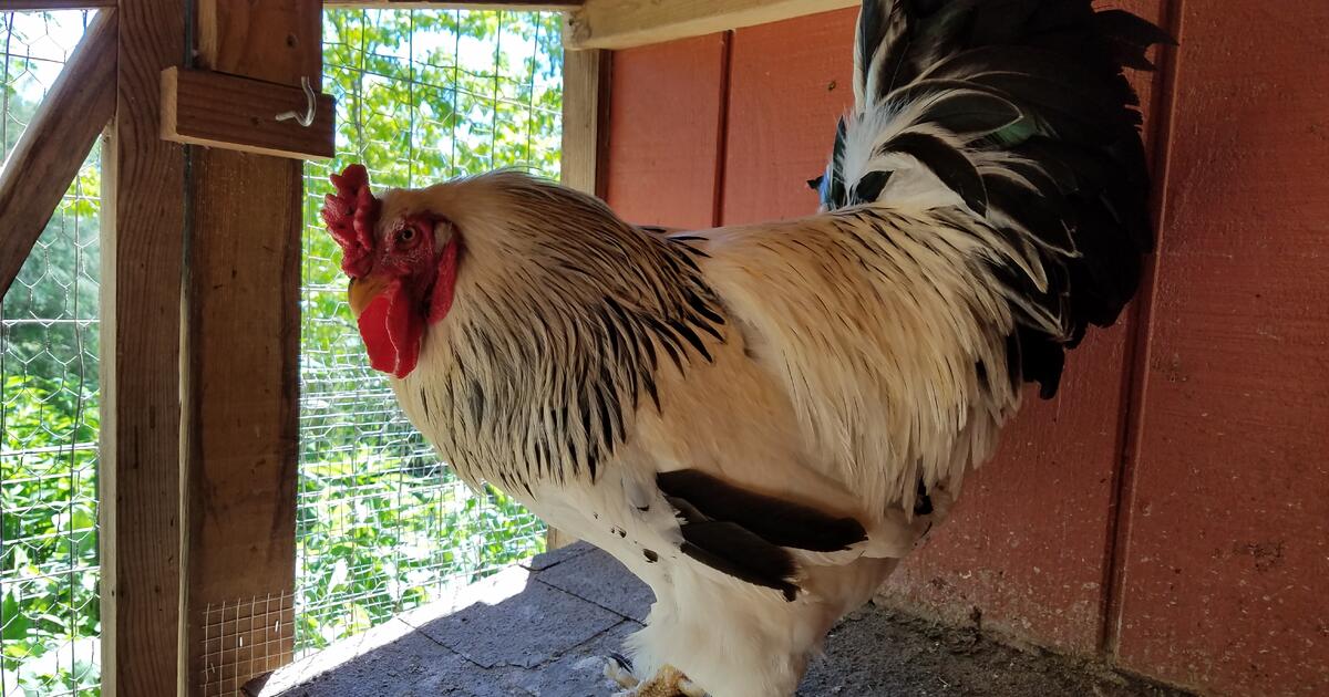 DISCOUNT ON MULTIPLE GORGEOUS ROOSTERS for $11 in Shipman, VA | For ...