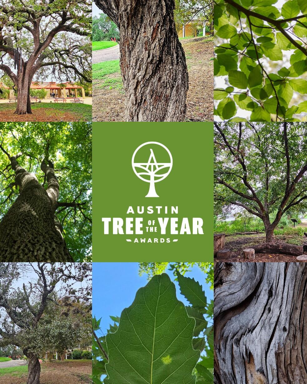 In honor of National Arbor Day, Austin Parks and Recreation in ...