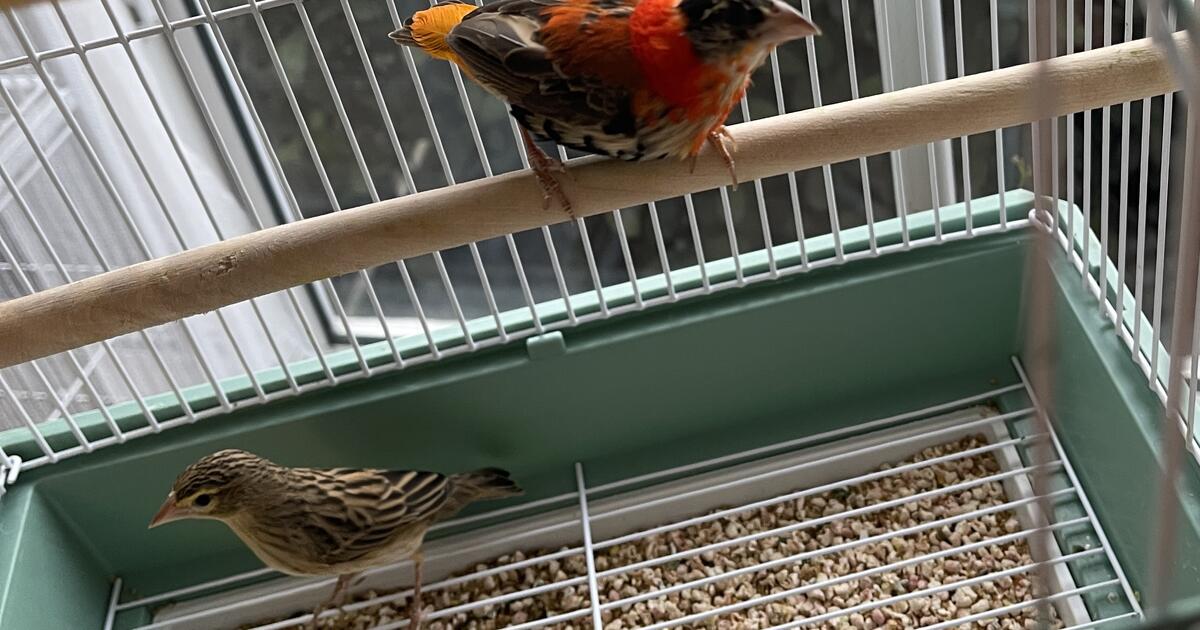 Weaver Finches – Pair for $80 in Pinellas Park, FL | For Sale & Free ...