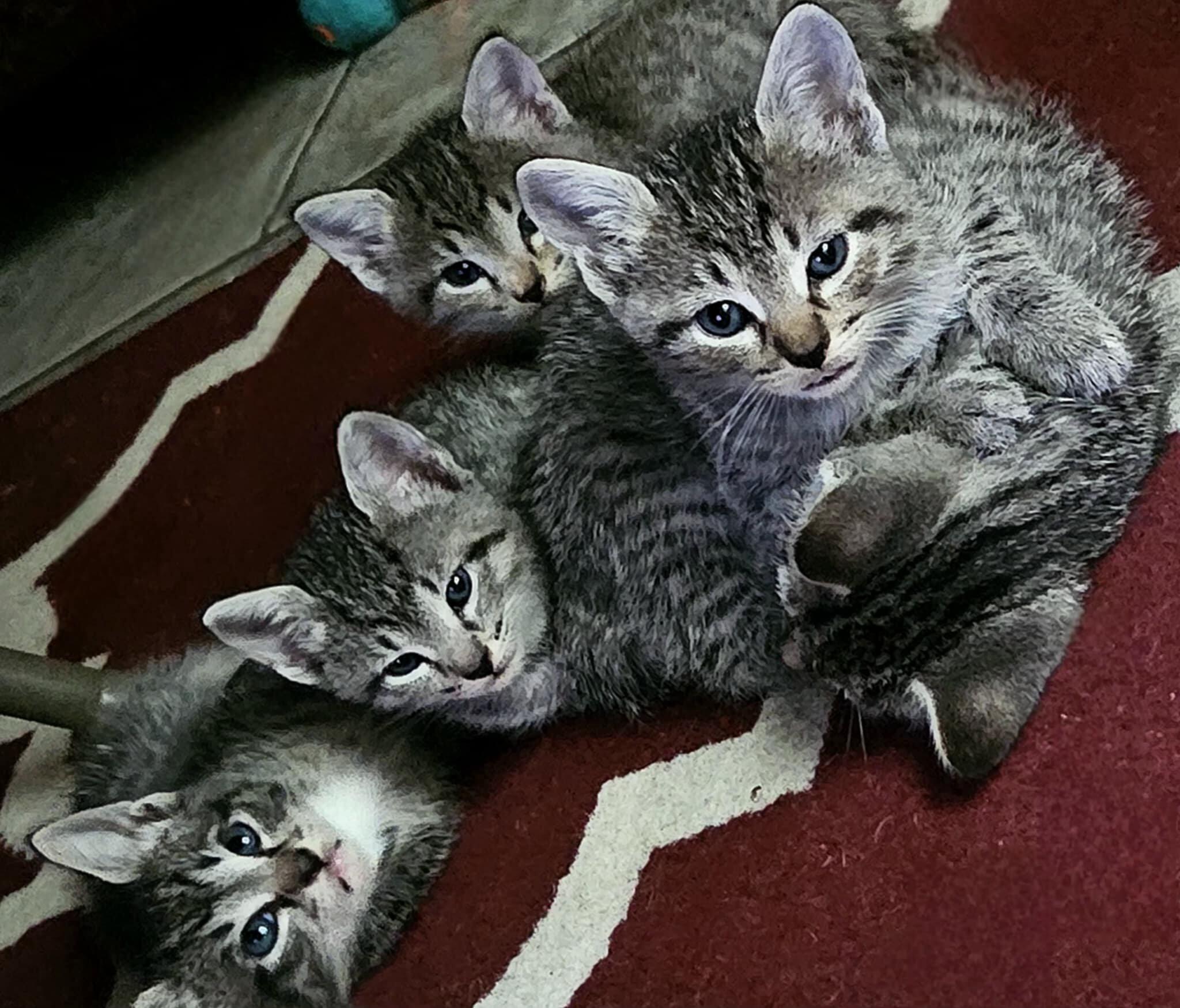 Free Kittens for Free in Belleview, FL | For Sale & Free — Nextdoor