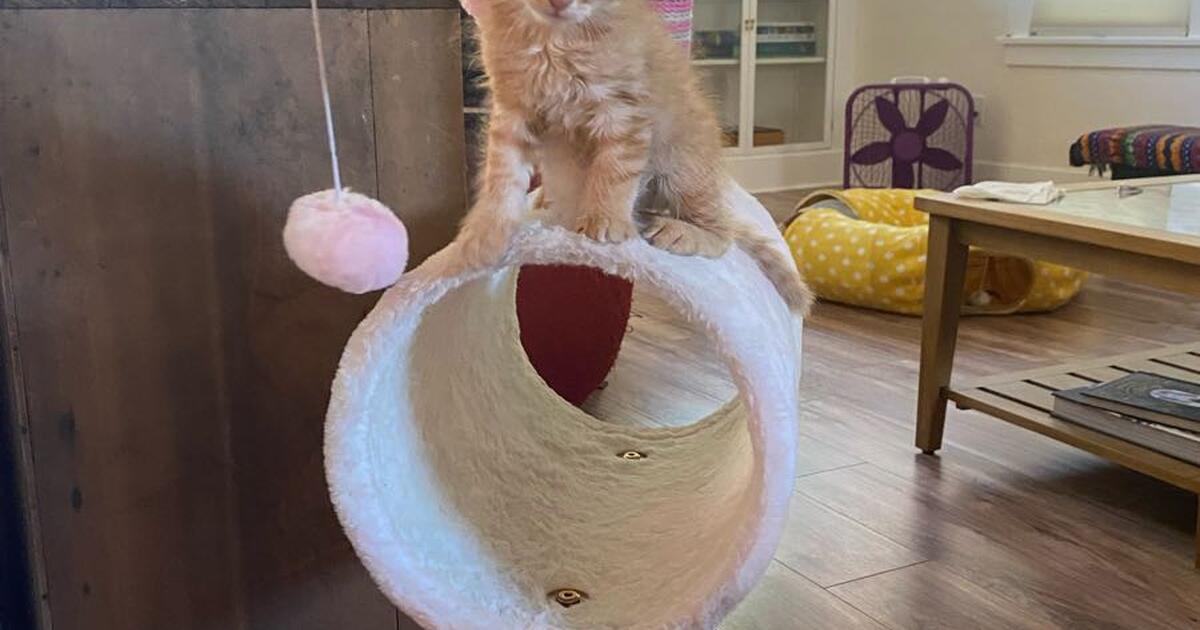 8 month Kitten needing a good home ! for Free in Spokane, WA | Finds ...