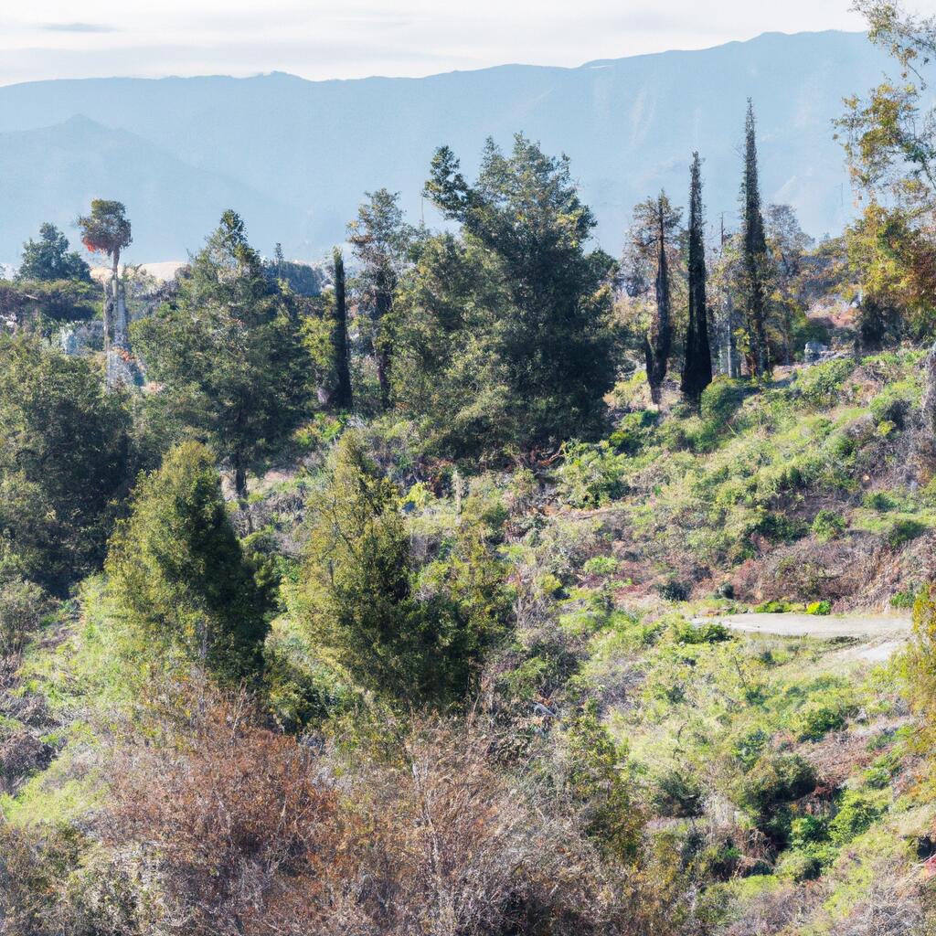 Verdugo Woodlands, Glendale | Everything You Need to Know