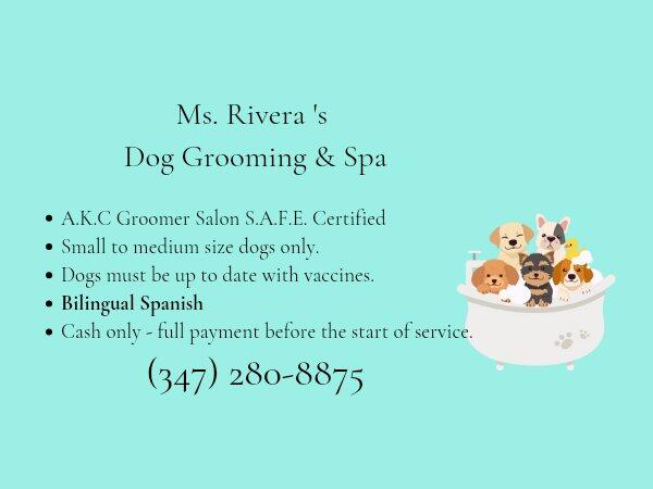 Springfield Gardens, Queens | Everything You Need to Know