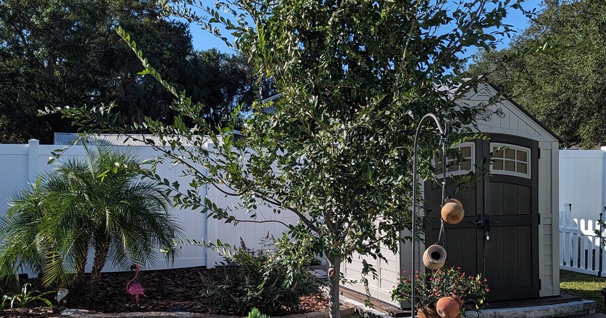 Free Drake Elm Tree 10 To 12 Ft Tall. for Free in Tampa, FL | For Sale ...