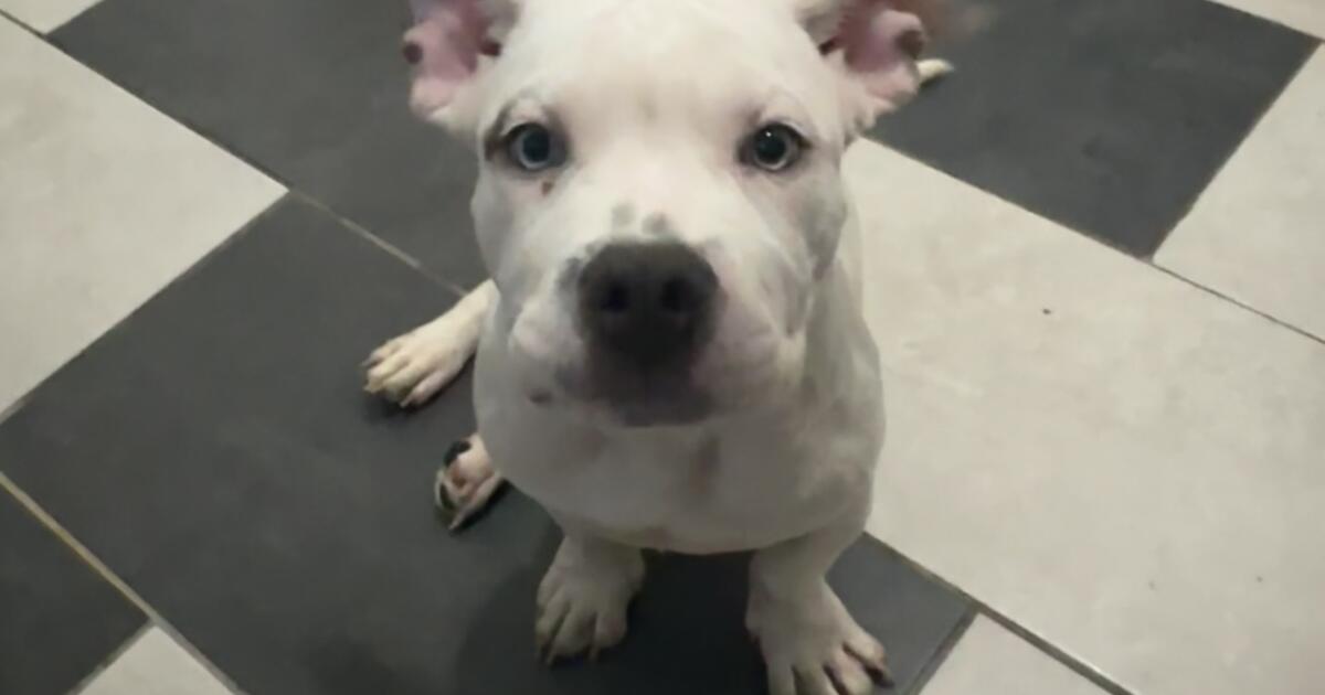 6 month old American Bullies for sale for $1500 in Bronx, NY | For Sale ... 6 month old American Bullies for sale for $1500 in Bronx, NY | For Sale ...