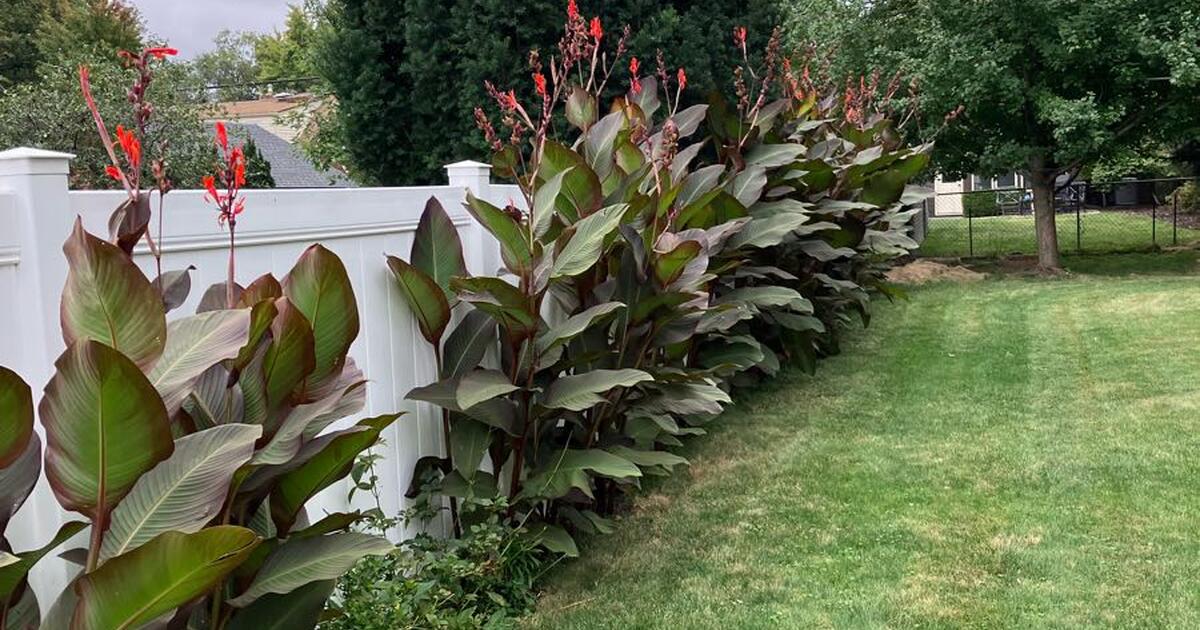 Tall Red Canna Lilly Bulbs for spring planting for Free in Des Moines ...