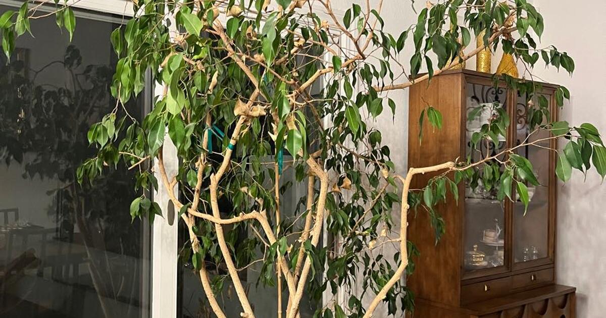 Large Indoor Ficus Tree indoor only for Free in Alamo, CA | For Sale ...