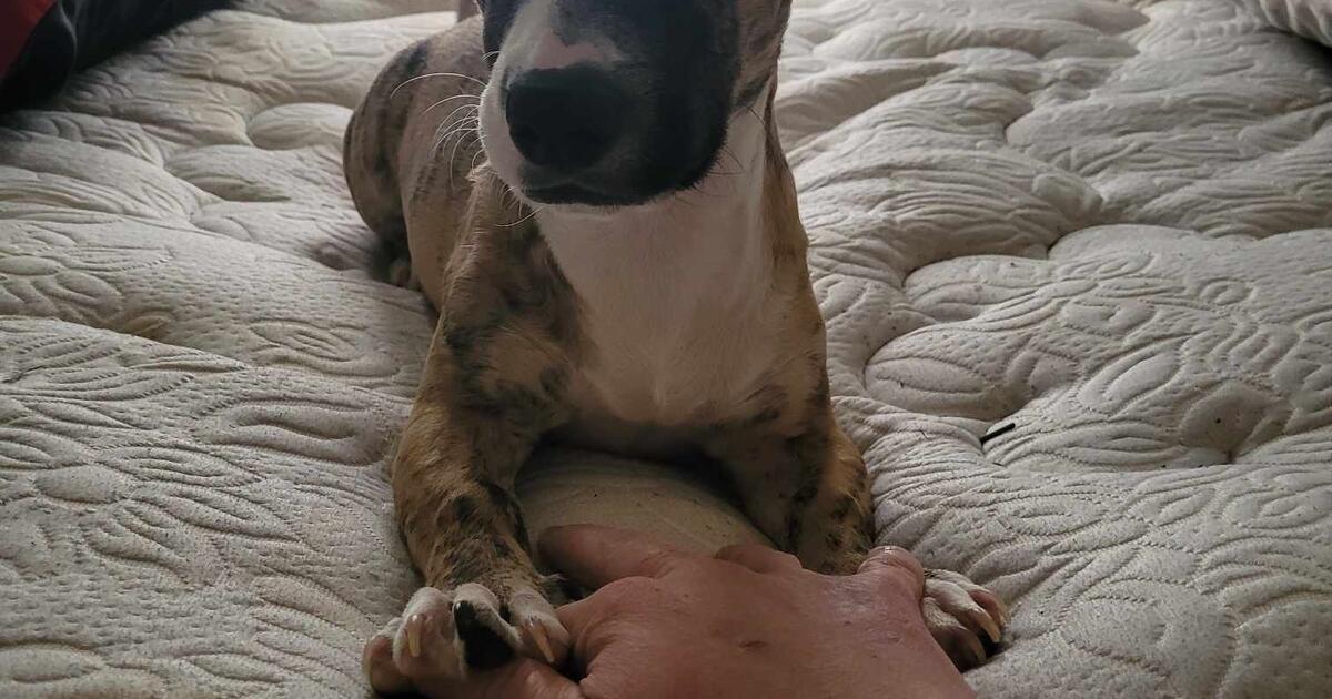 Call Shad Yancy at 806 772-7156. Free puppy for Free in Amarillo, TX ...