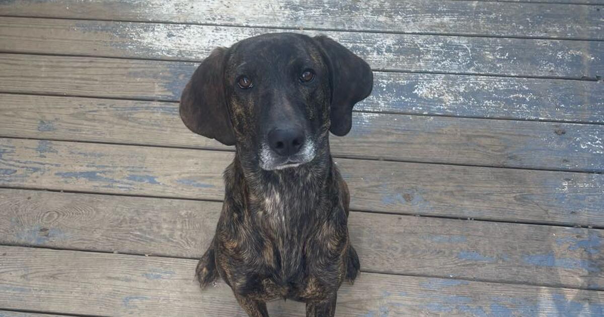1 year old female plott hound. in Knoxville, TN | For Sale & Free ...