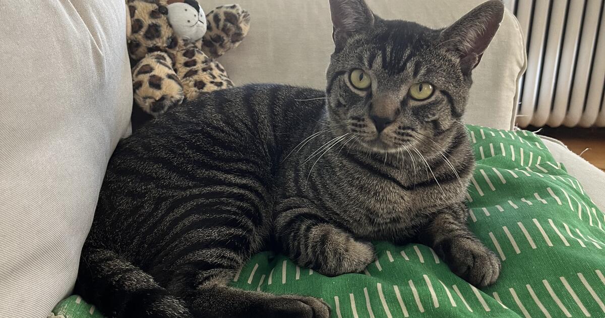 Cat adoption - Tony and Missy are looking for their forever homes ️ ️ ...