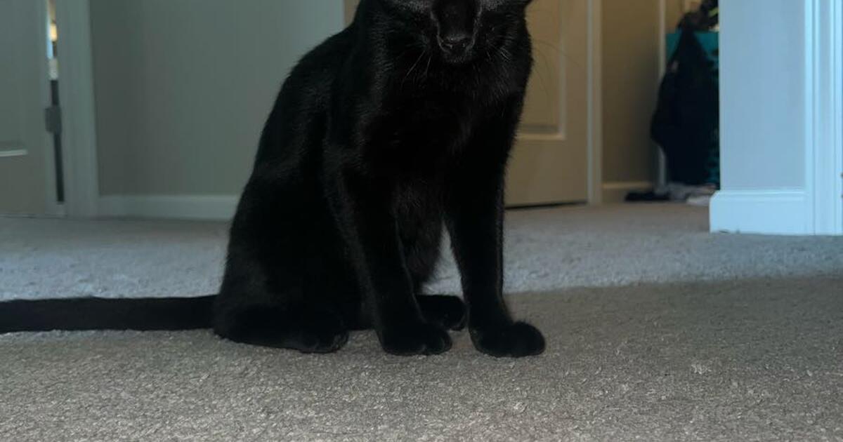 4 month old male kitten for $20 in Statesville, NC | For Sale & Free ...