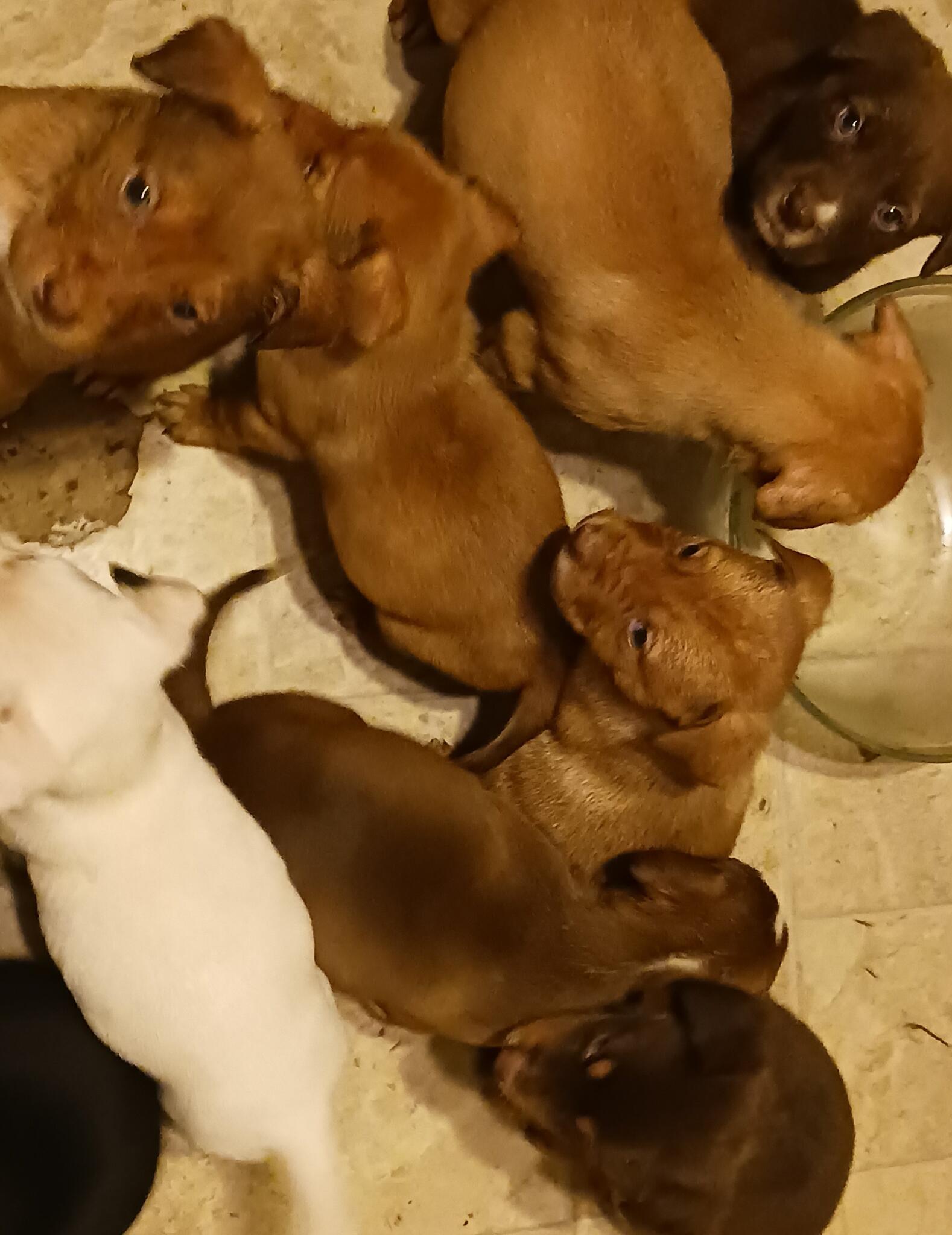 Free Puppies For Free In Sacramento Ca For Sale And Free — Nextdoor