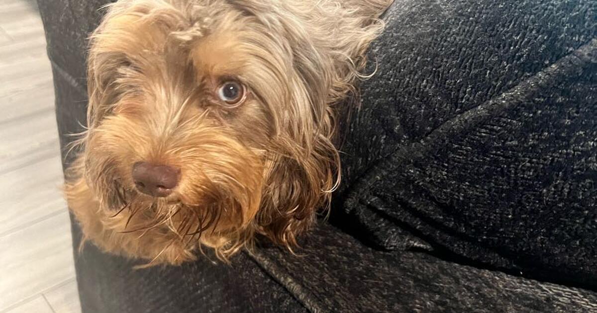 Cavapoo pup rehome for $150 in Palm Bay, FL | For Sale & Free — Nextdoor