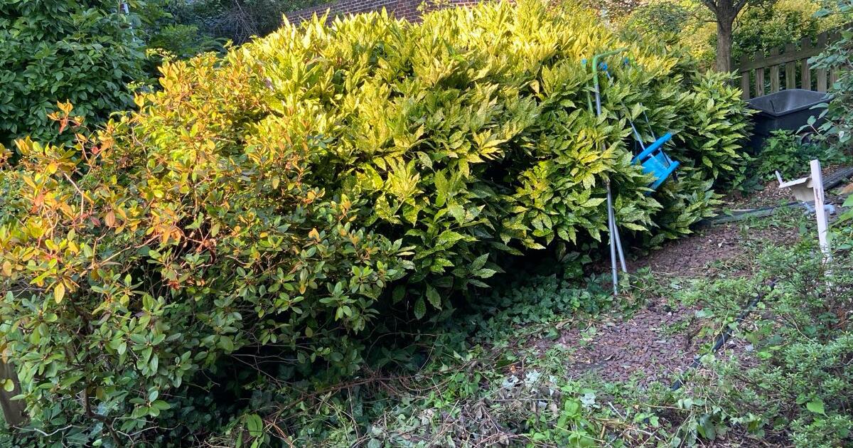 3 mature acuba bushes for free for Free in Baltimore, MD | For Sale ...