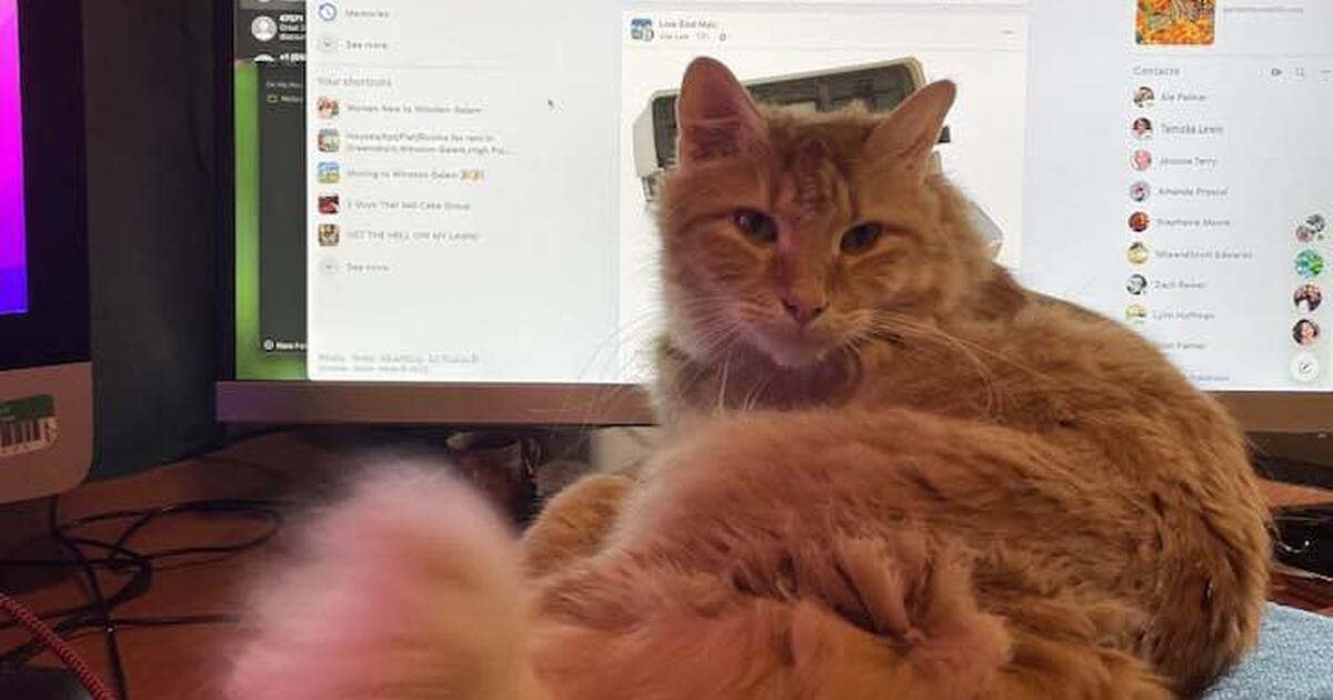 Free Full Size, and Queen Size Box Springs. (Cat for attention) for ...