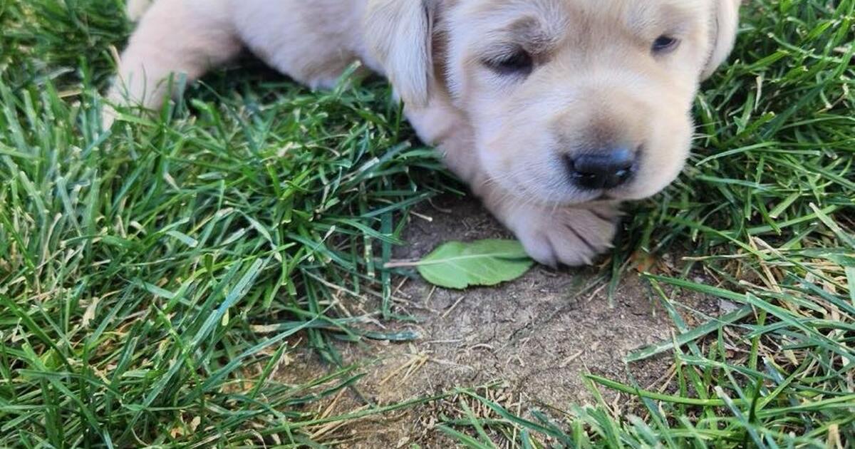 AKC Yellow Lab Puppies in Gardnerville, NV | For Sale & Free — Nextdoor