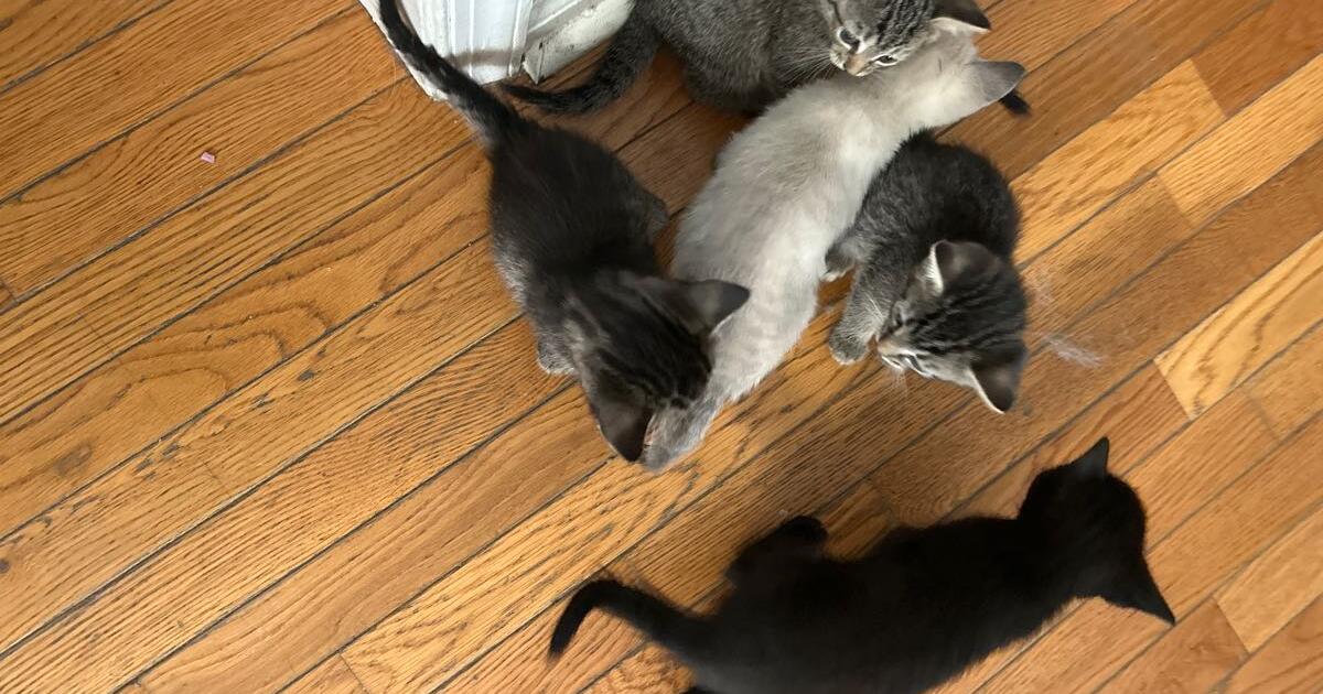 Free Adorable kittens for Free in Chesapeake, VA | For Sale & Free ...