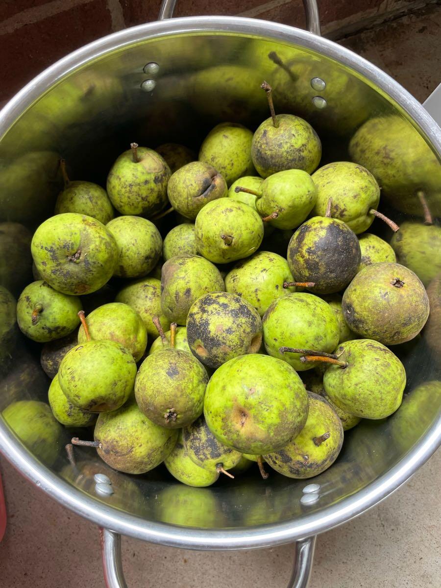 Free Asian 🍐 pears for Free in Greensboro, NC | For Sale & Free — Nextdoor