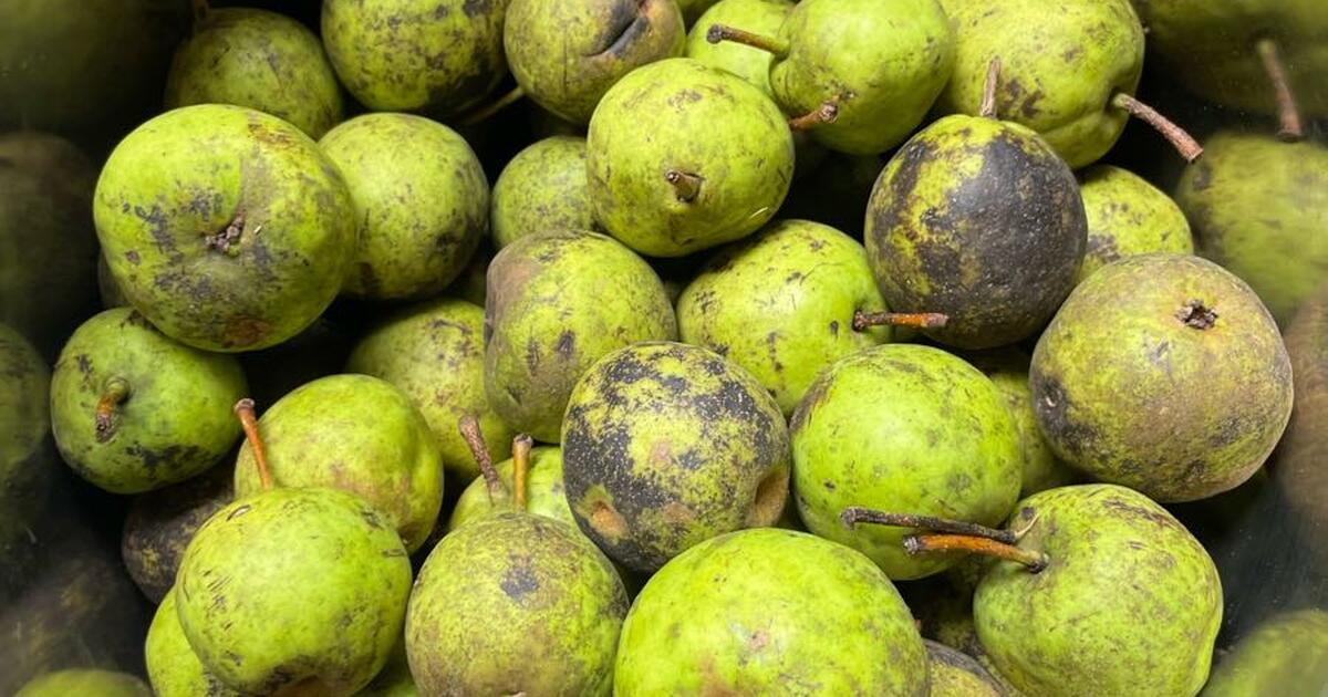 Free Asian 🍐 pears for Free in Greensboro, NC | For Sale & Free — Nextdoor