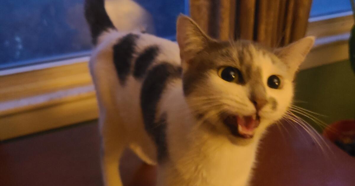 Cats TO Good Home 1is 9 weeks Old I Belive Other Three Are 4 Months Old ...