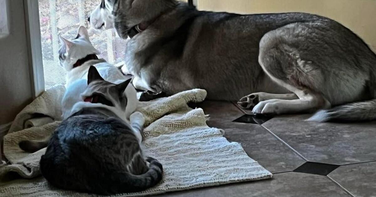 Find homes for disabled man’s pets for Free in Gilbert, AZ | For Sale & Free — Nextdoor