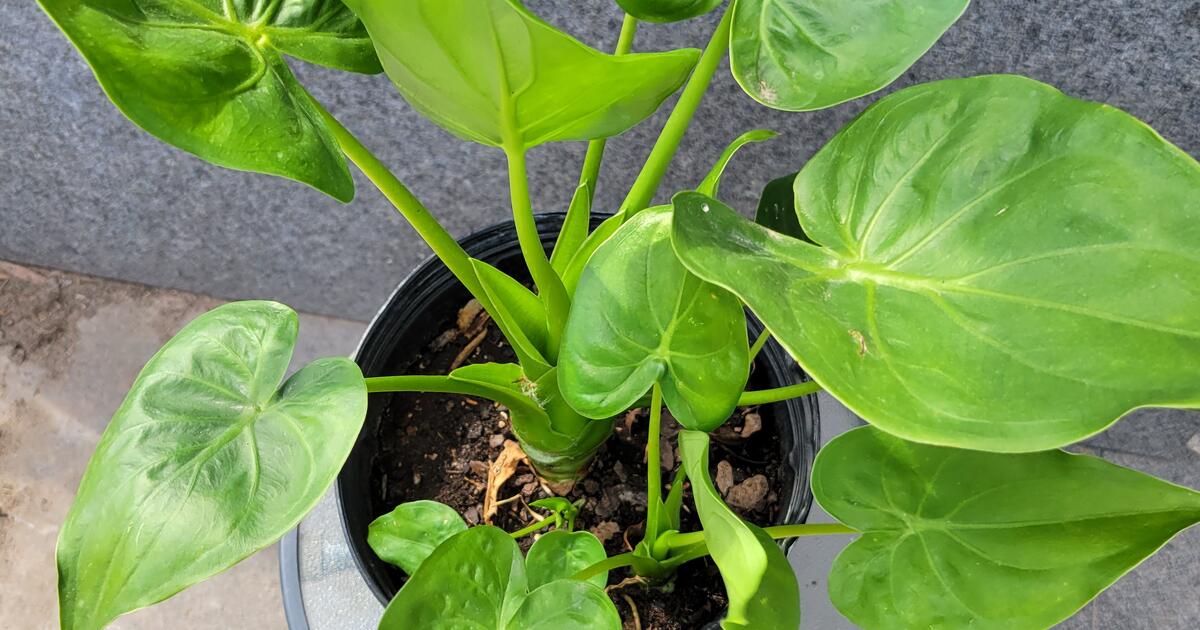 Chinese Taro plant for $12 in Houston, TX | For Sale & Free — Nextdoor
