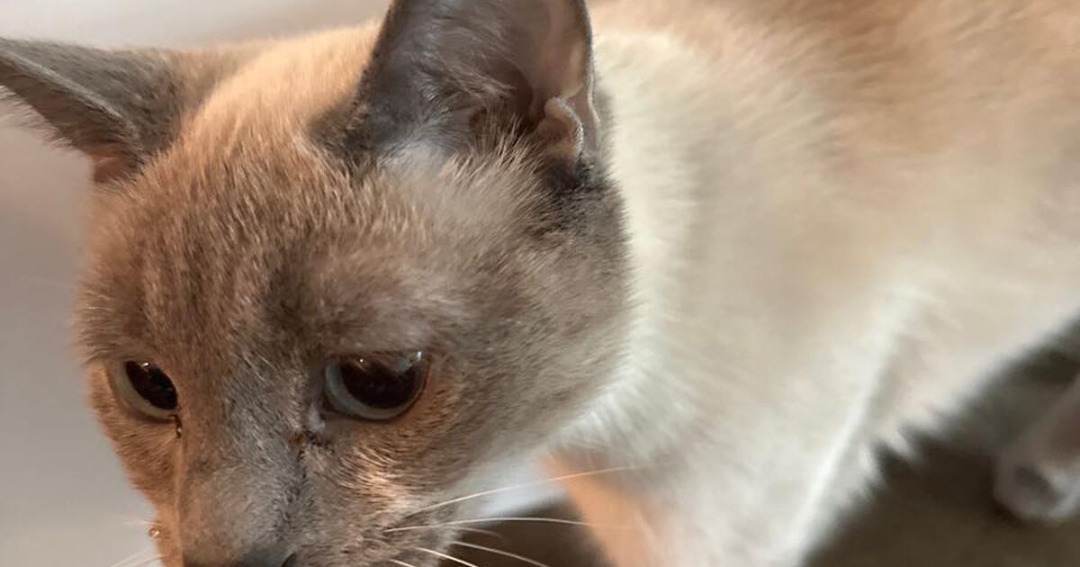 Giving away two beautiful and sweet Siamese cats (mom and daughter) for ...