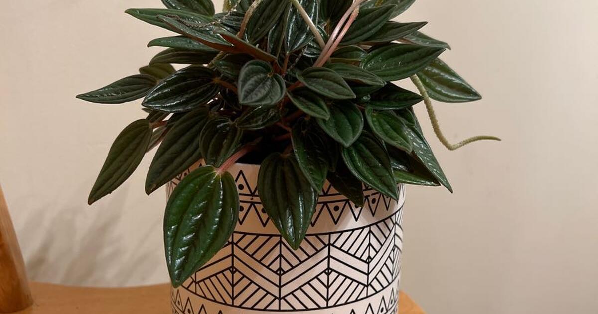 Houseplants for Sale! for $10 in Coon Rapids, MN | For Sale & Free ...