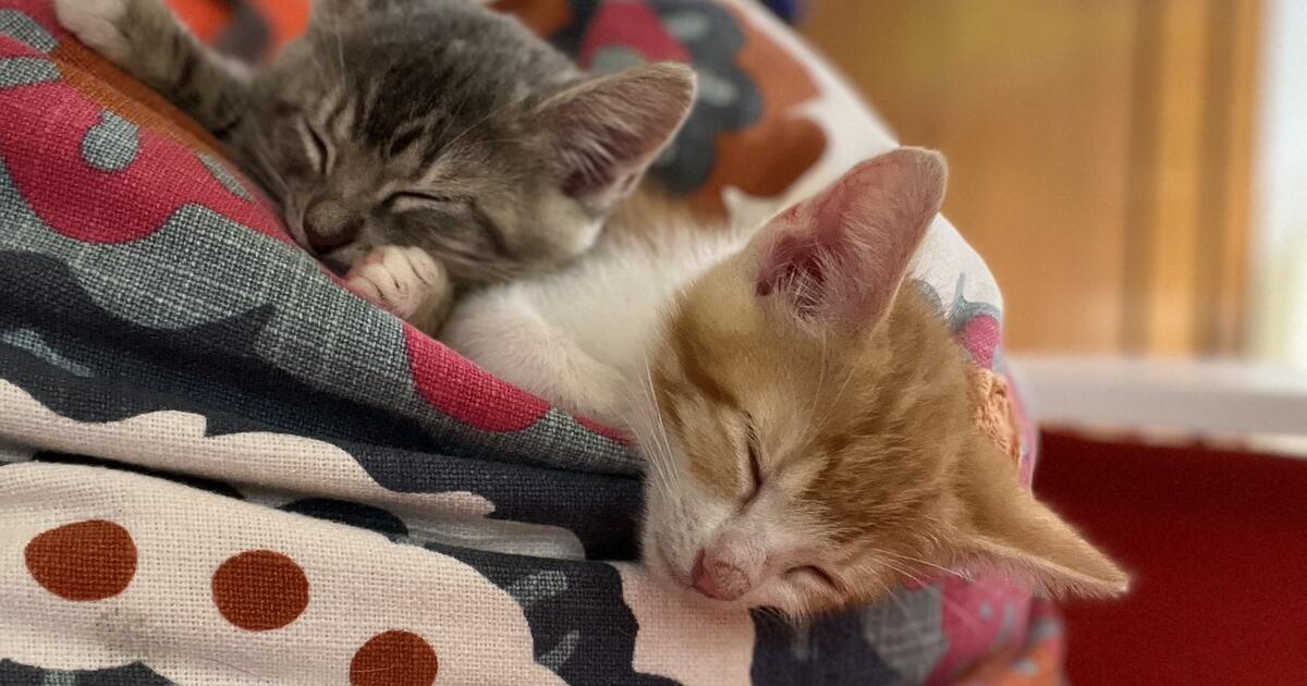 Fun, social, super healthy kittens need home! Bonded pair~! for $200 in ...
