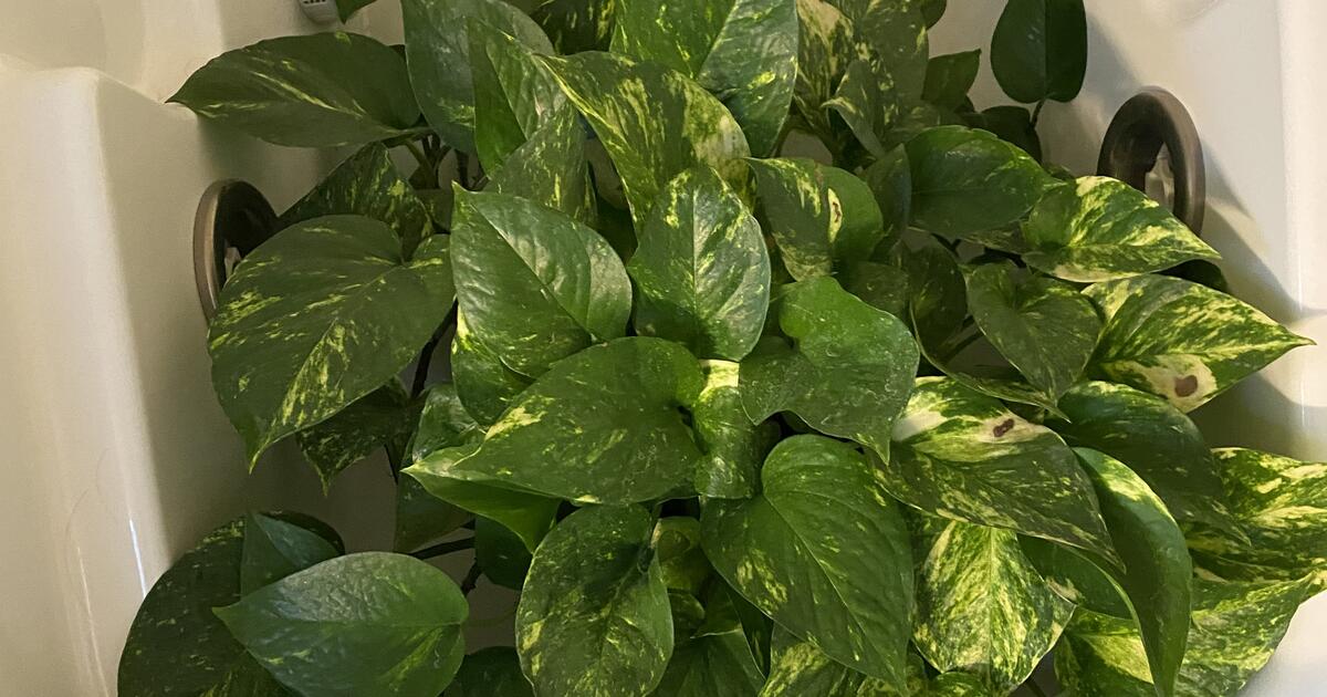 Pothos Plant for Free in Port Townsend, WA | For Sale & Free — Nextdoor