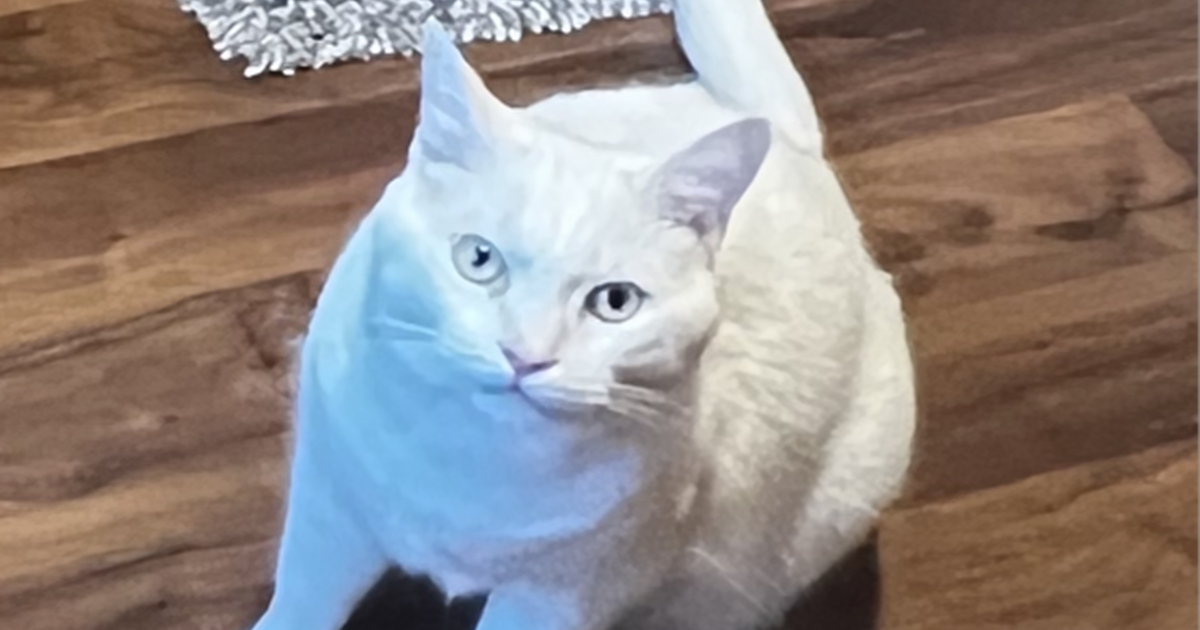 Looking to rehome these beautiful males fixed cats … would love to keep ...