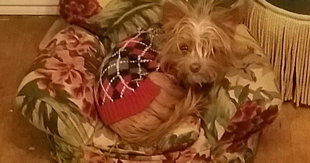 Wanted, small dog to adopted (young or puppy) . for Free in Salt Lake ...