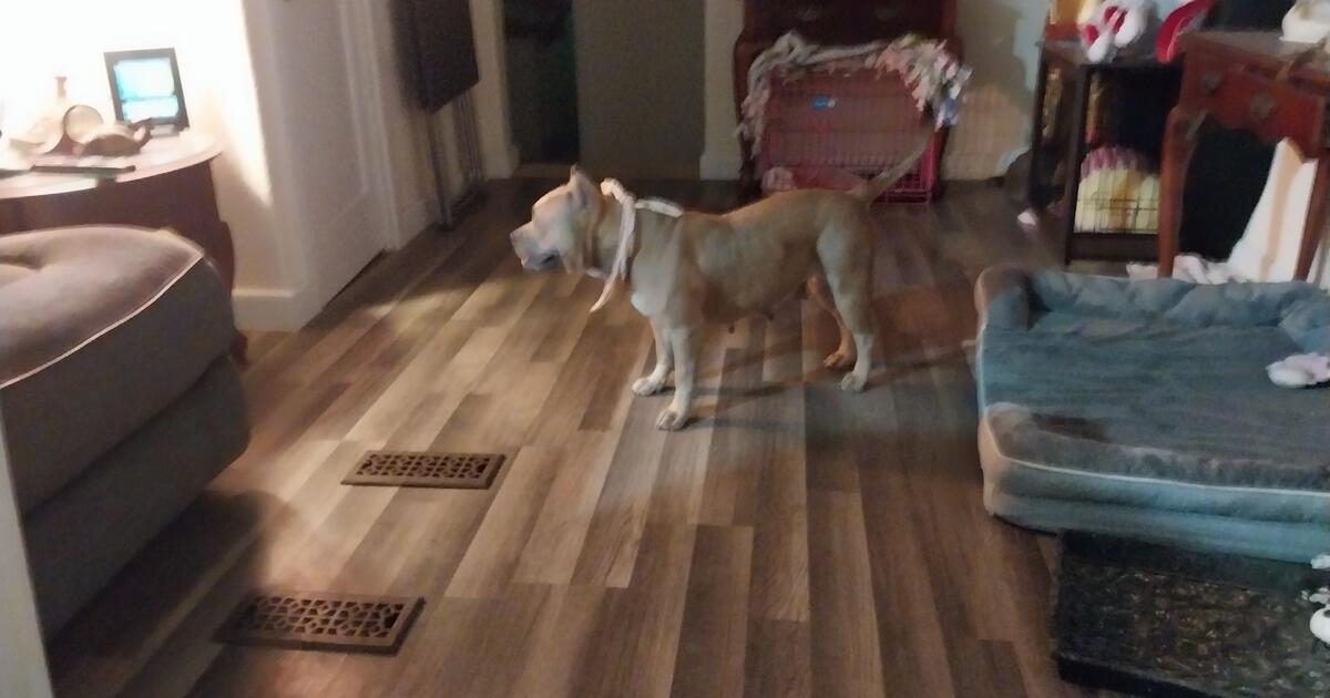 Finding forever homes for Free in Hudson, FL | For Sale & Free — Nextdoor