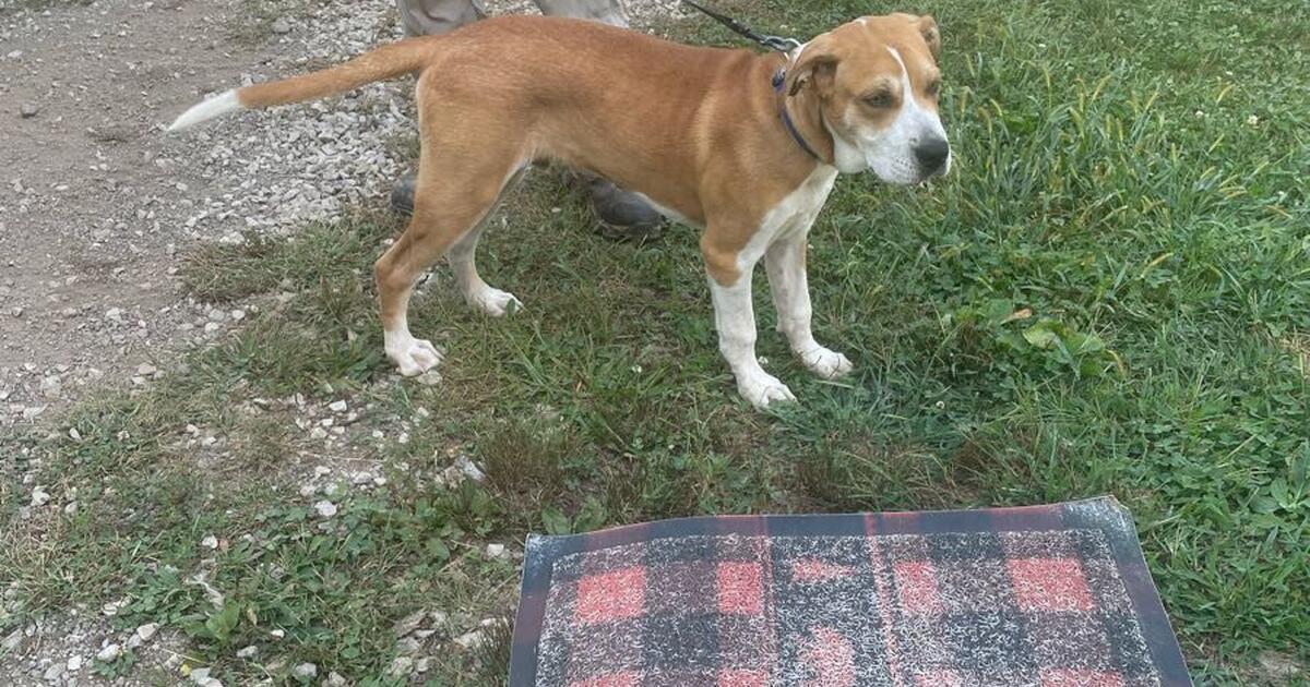 Boxer/ fox hound mix male for Free in Pasadena, MD | For Sale & Free ...