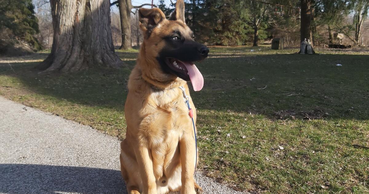 Mix Breed Shepherd Puppy Less Than Year Old for $1 in Benton Harbor, MI ...