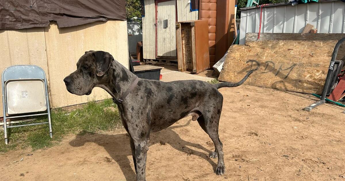 Rehoming GREAT DANE Puppies for Free in Wildomar, CA | For Sale & Free ...