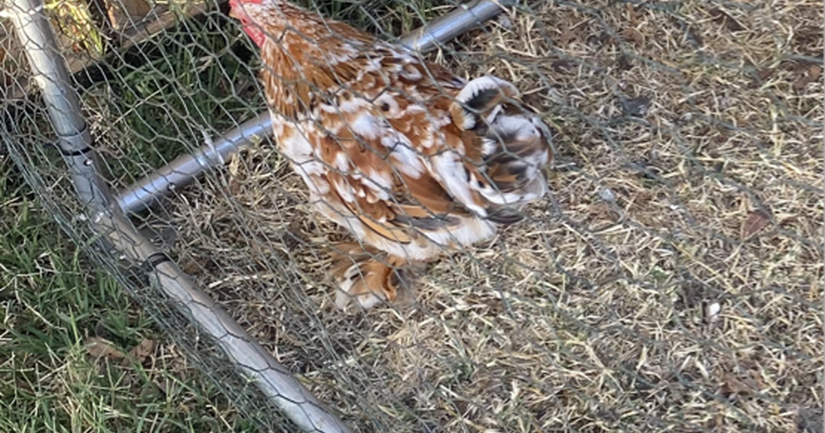 4 months rooster for Free in Sun City, CA | For Sale & Free — Nextdoor