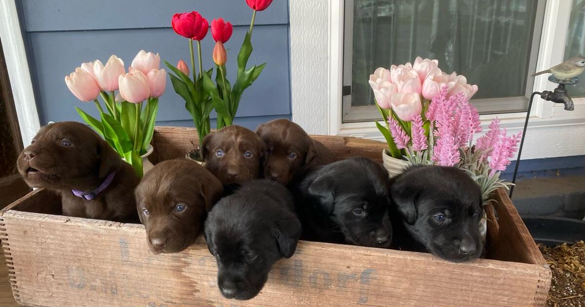 Purebred chocolate and black lab puppies for $1100 in Oregon City, OR ...