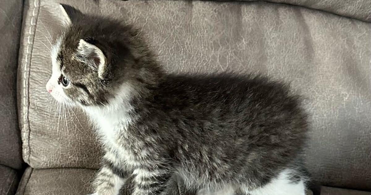 Kittens just in time for Christmas for $1 in Duluth, MN | For Sale ...