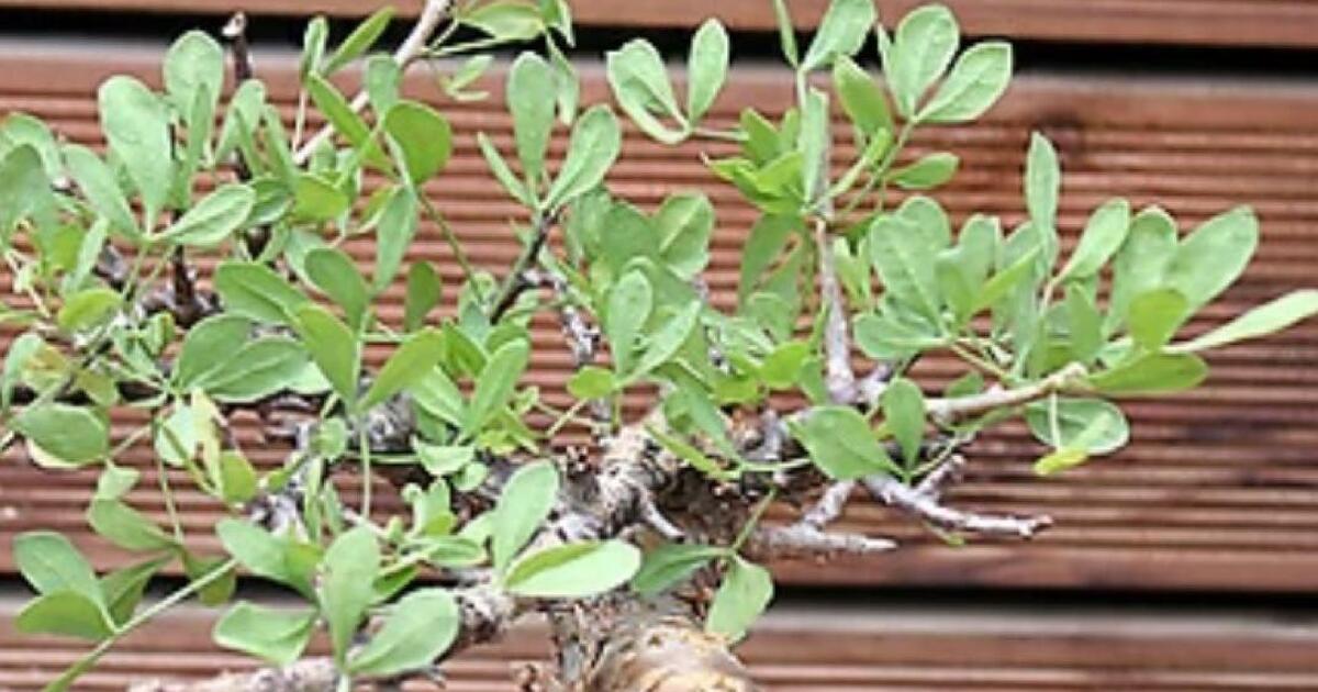 Commiphora neglecta caudex plant in a large clay pot for $24 in ...