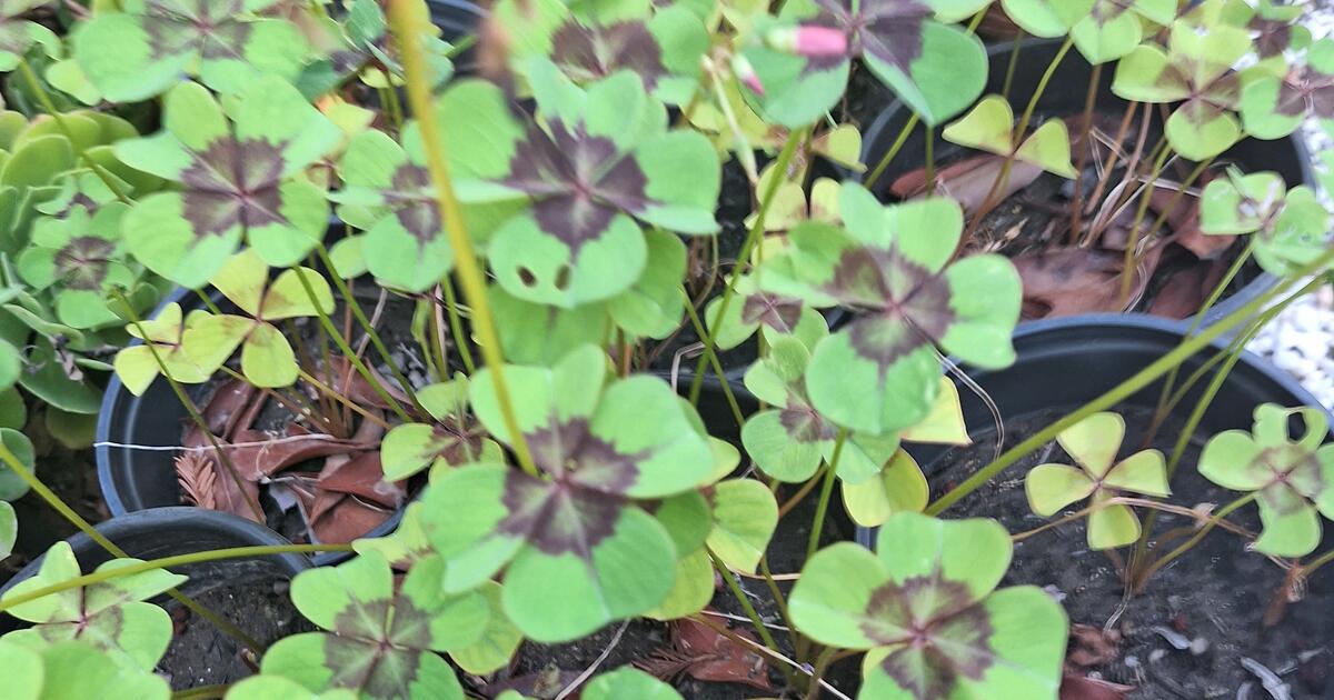 Citronellas, Iron Cross Shamrocks, Purpleheart Wondering Jew, Spider ...