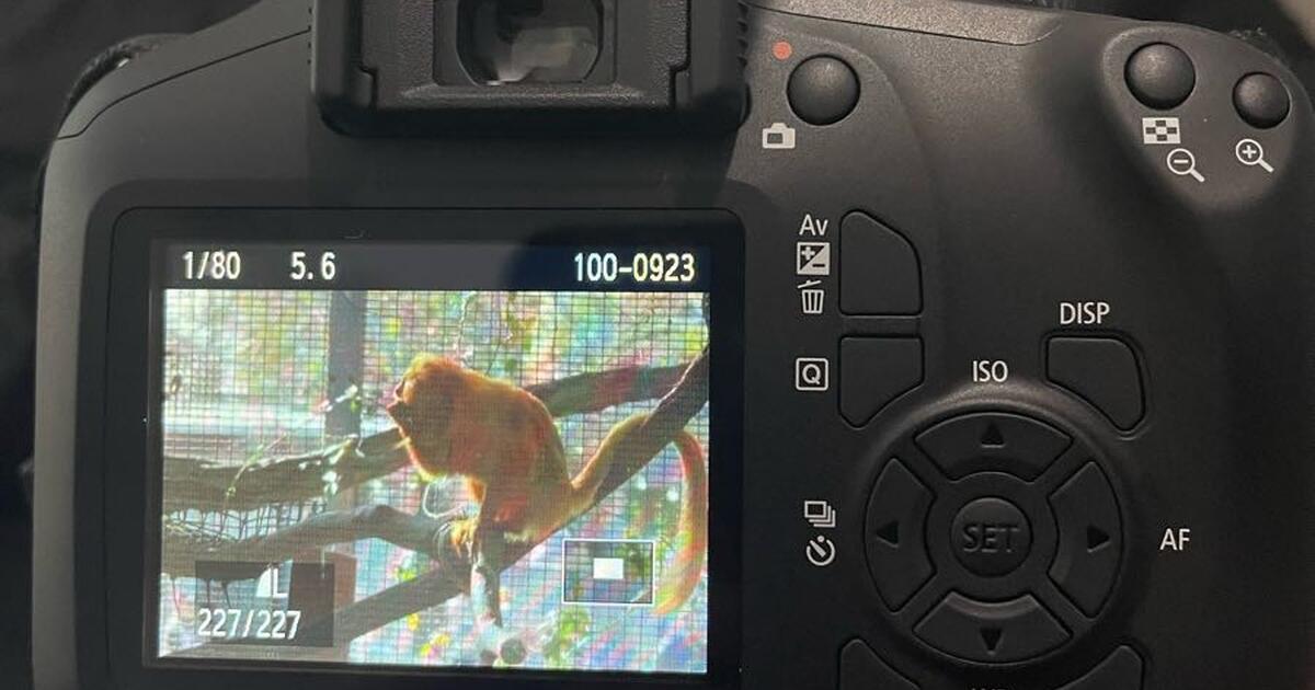 Canon eos t100 / 4000d for $250 in Wesley Chapel, FL | For Sale & Free ...