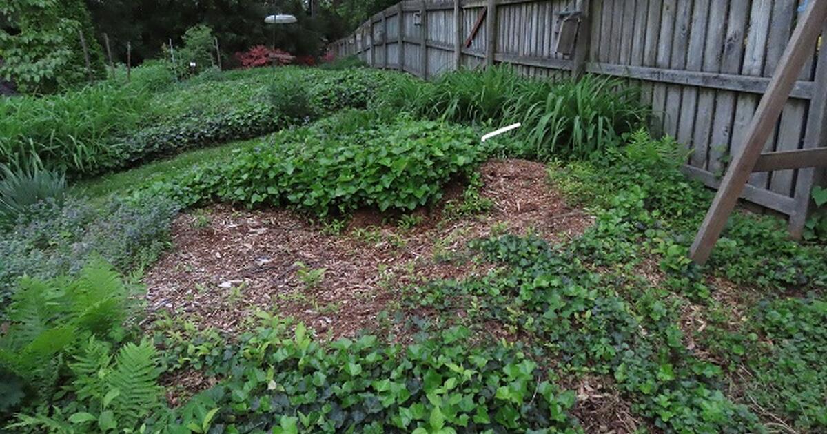 Ground cover for Free in New Cumberland, PA | For Sale & Free — Nextdoor